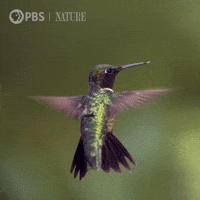 Bird Gif