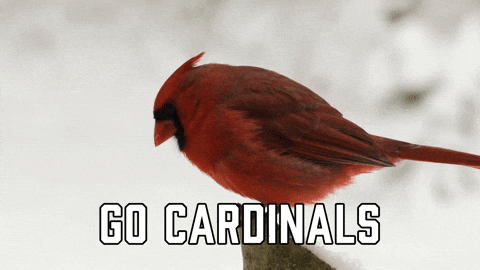 St-louis-football GIFs - Get the best GIF on GIPHY