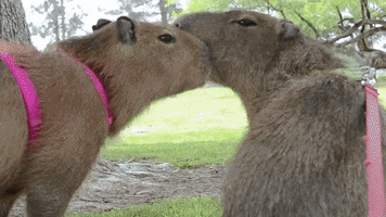 Capybaras GIFs - Find & Share on GIPHY