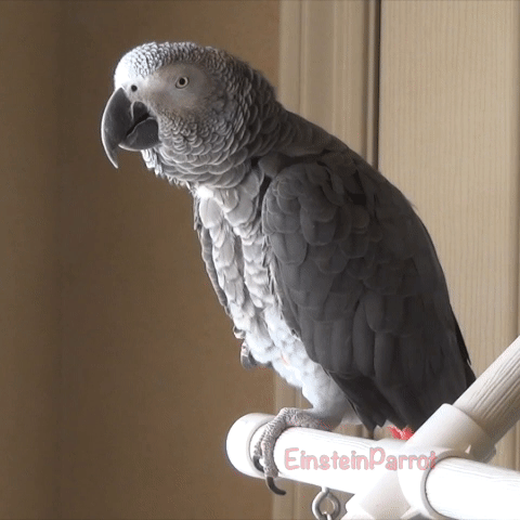 African Grey Parrot Dancing GIF by Einstein Parrot - Find & Share on GIPHY