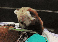 Baby Red Pandas Gif