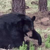 Sheriff says Pointe Coupee Parish is 'overrun with black bears,' calls ...