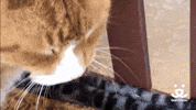 Purr GIFs - Get the best GIF on GIPHY