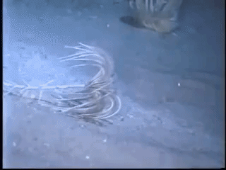 Crinoid GIFs - Get the best GIF on GIPHY