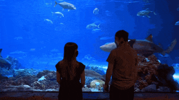 SeaWorld GIF - Find & Share on GIPHY