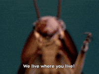Flying Cockroach Gif
