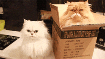 Persian Cats GIFs - Get the best GIF on GIPHY