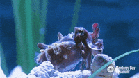 Flamboyant Cuttlefish Gif