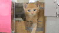 Curious Cat Gif