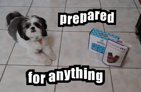 Doggie Booties GIF - Find & Share on GIPHY