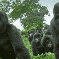 Applause Gif Animated Ape