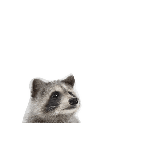 Baby Raccoon Gif
