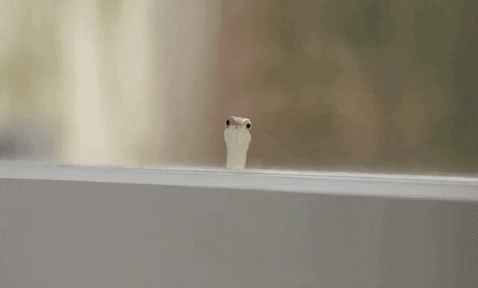 Hi Bich Snake GIFs - Get the best GIF on GIPHY