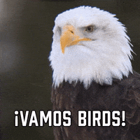 Lets-go-birds GIFs - Get the best GIF on GIPHY