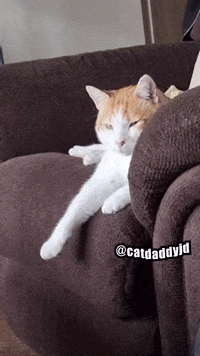 Hissing Cat Gif