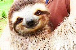 Animated Sloth GIFs - Find & Share on GIPHY