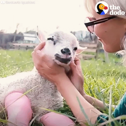 Lamb GIF by The Dodo - Find & Share on GIPHY