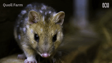 Baby Quoll GIFs - Get the best GIF on GIPHY