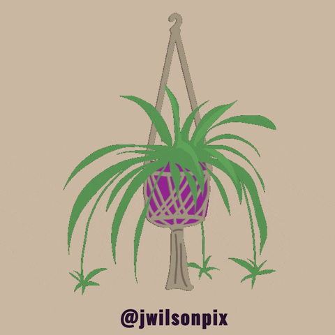 Spider Plant GIF by JWilsonPix - Find & Share on GIPHY
