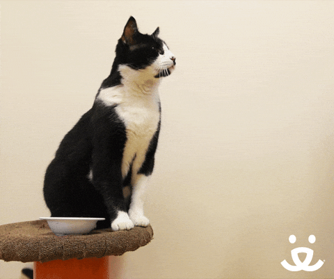 Cat Reaction GIF by Best Friends Animal Society - Find & Share on GIPHY