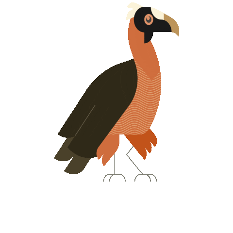 Bird Of Prey Sticker by BirdLife International for iOS & Android | GIPHY