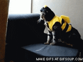 Bee Costume GIFs - Get the best GIF on GIPHY