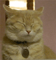 Blinking Cat GIFs - Find & Share on GIPHY