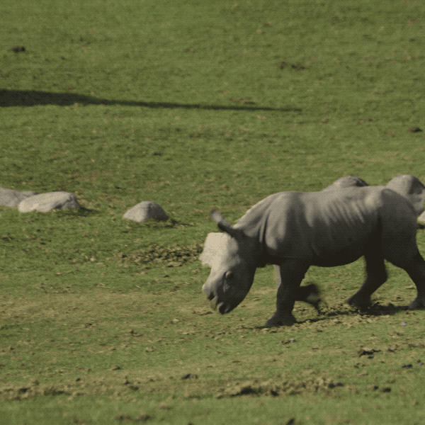 Rhino Ruckus by San Diego Zoo Wildlife Alliance | GIPHY