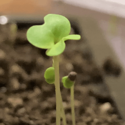 Growing Plant Gif