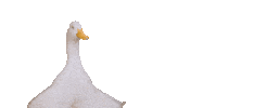 Aflac Duck GIFs on GIPHY - Be Animated