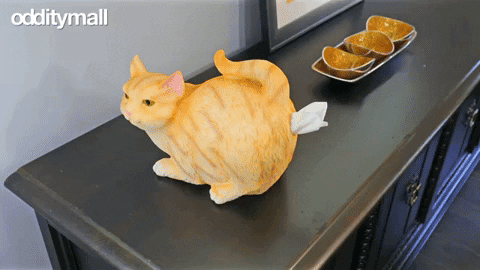Cat Butt Tissue Dispenser GIFs - Get the best GIF on GIPHY