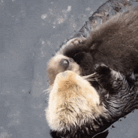 Otters Gif