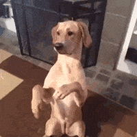 Wasted Gif Dog