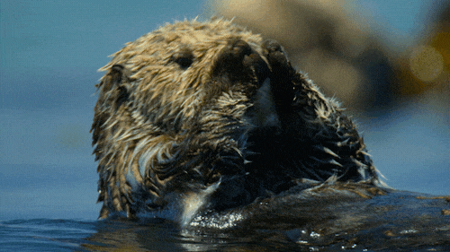 Netflix Grooming GIF by Our Planet - Find & Share on GIPHY