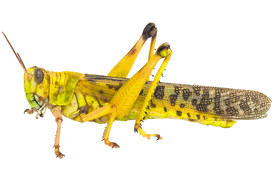 Behavioural-biology GIFs - Get the best GIF on GIPHY