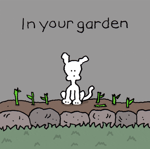 Where did Chippy go? by Chippy the Dog | GIPHY