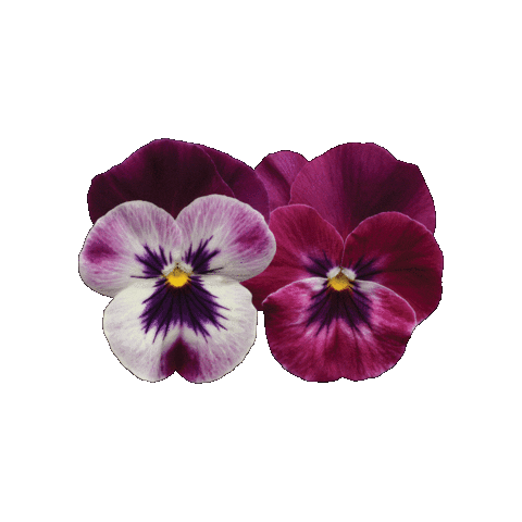 Ball Horticultural Co GIFs on GIPHY - Be Animated