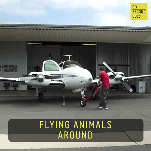 Fly-animation GIFs - Get the best GIF on GIPHY