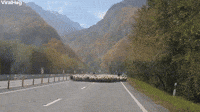One-thousand-sheep-saunter-by GIFs - Get the best GIF on GIPHY