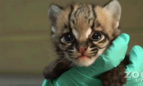 Ocelots GIFs - Get the best GIF on GIPHY