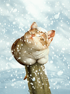 Cat In Snow GIFs - Get the best GIF on GIPHY