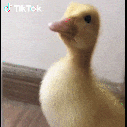 Duck Hello GIF by TikTok Italia - Find & Share on GIPHY