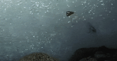 Bear Catching Salmon GIFs - Find & Share on GIPHY