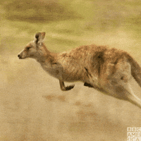 Funny Kangaroo Gif