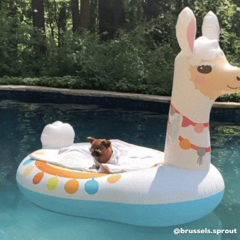 Pool Party GIFs - Find & Share on GIPHY