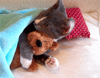 Snuggle Bear Gif