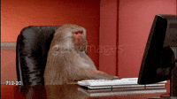 Monkey Computer Gif