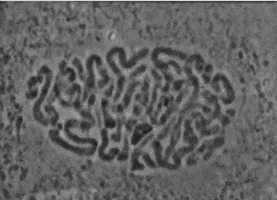 Plant Mitosis GIFs - Find & Share on GIPHY