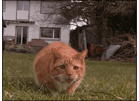 Cat Catching Bird Gif