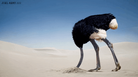 Ostrich Gif By Joelremygif - Find & Share on GIPHY
